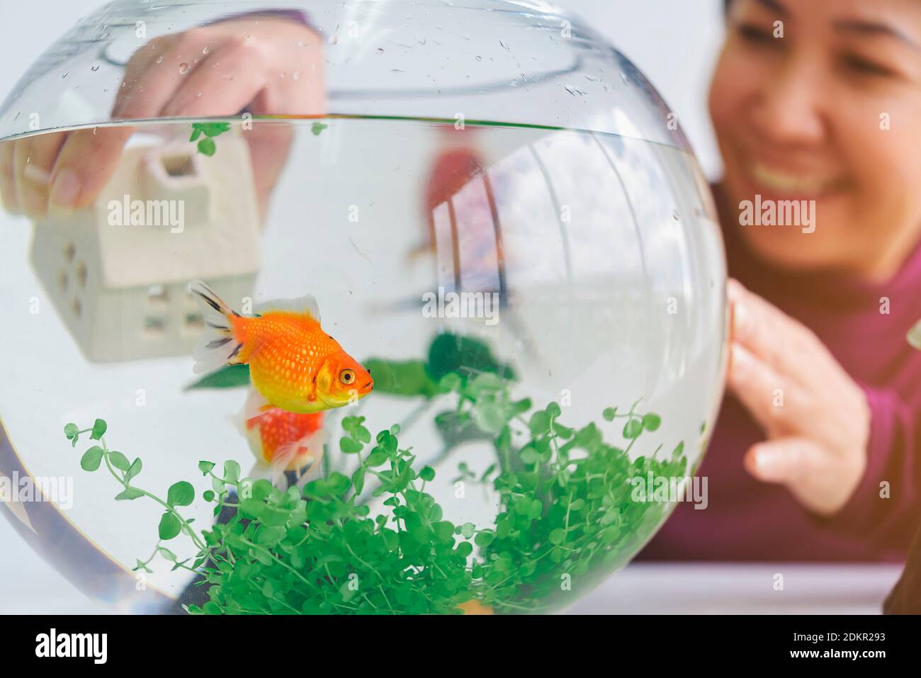 Fishbowl table hi-res stock photography and images - Alamy
