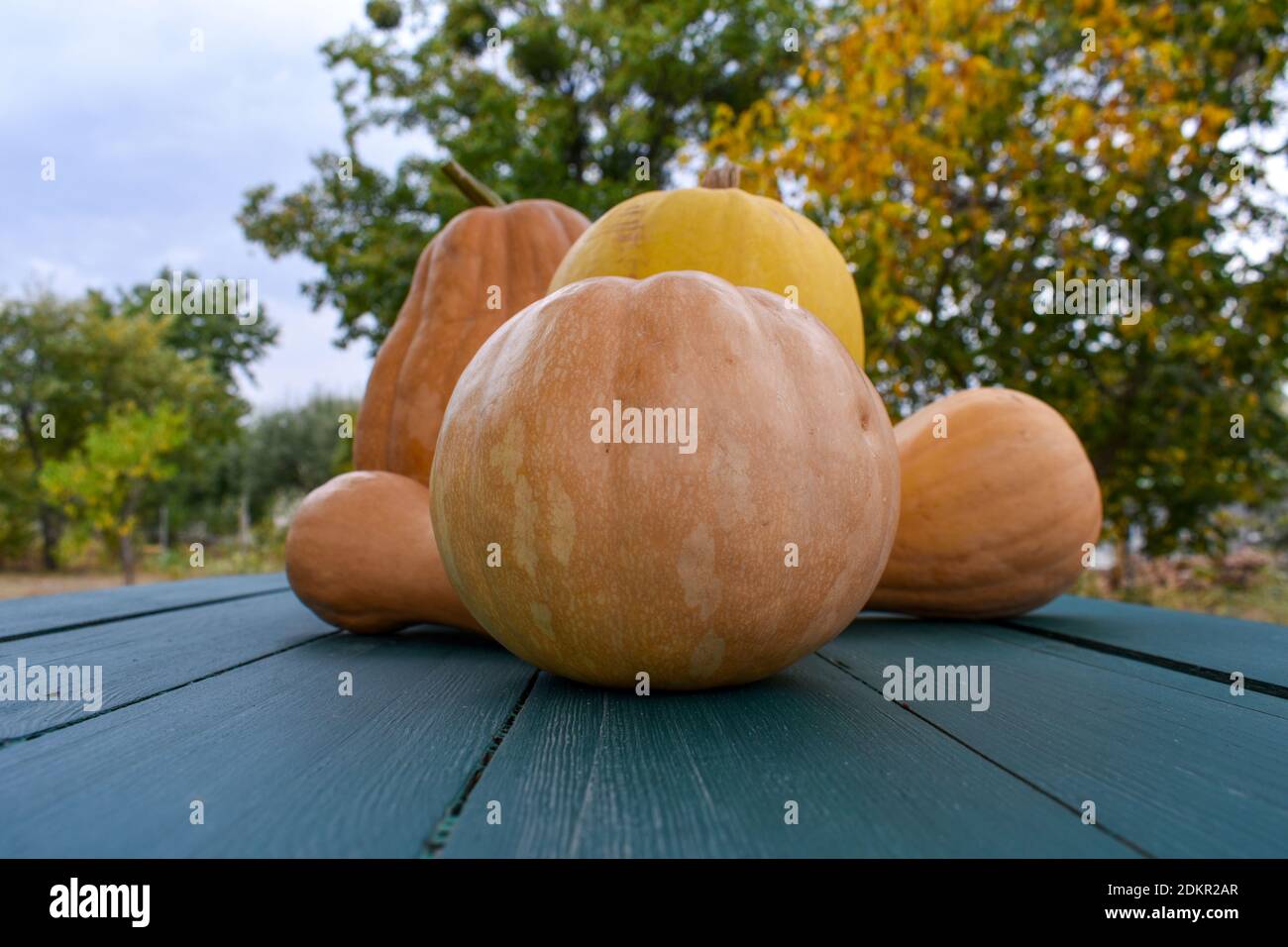 Various pumpkins on the table Stock Photo - Alamy