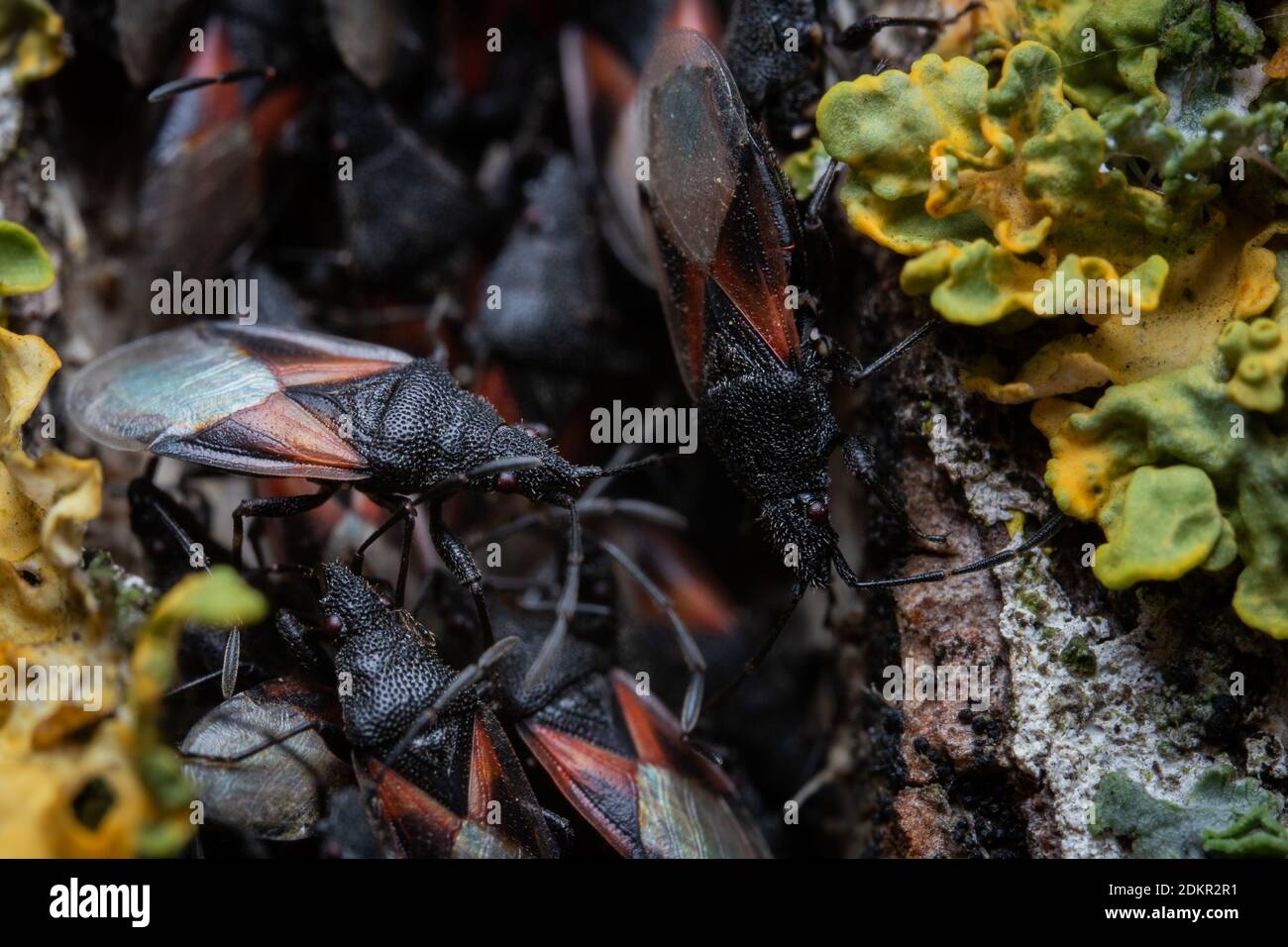 Lime tree seed hi-res stock photography and images - Alamy