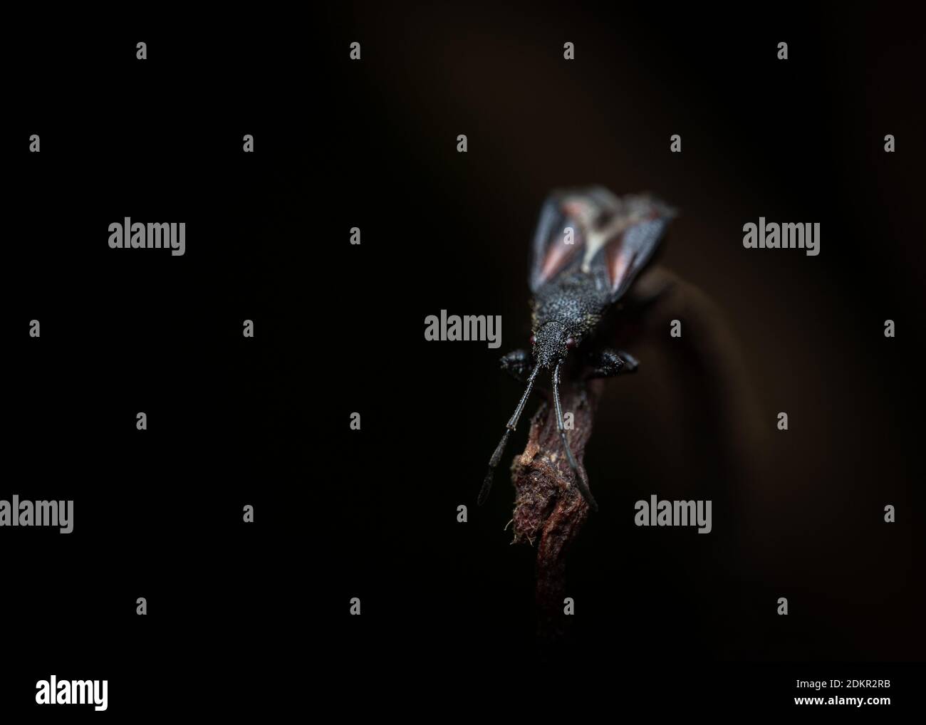 lime seed bug Stock Photo - Alamy