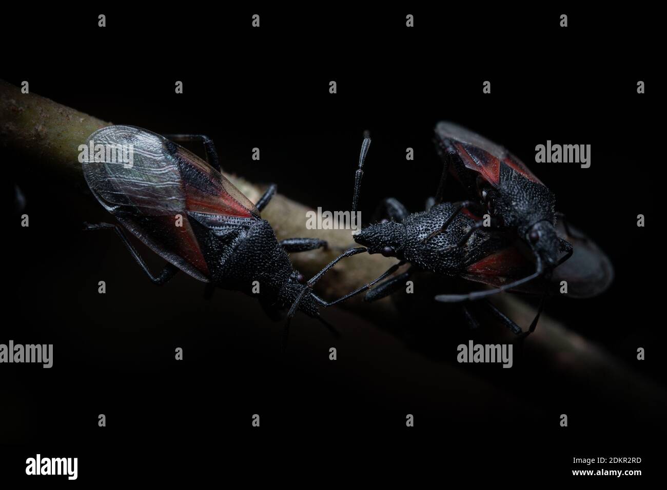 lime seed bug Stock Photo - Alamy