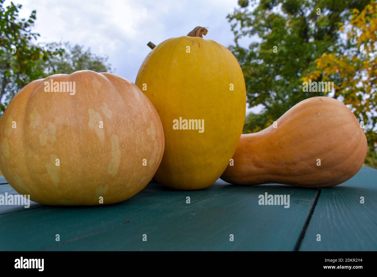 Various pumpkins on the table Stock Photo - Alamy