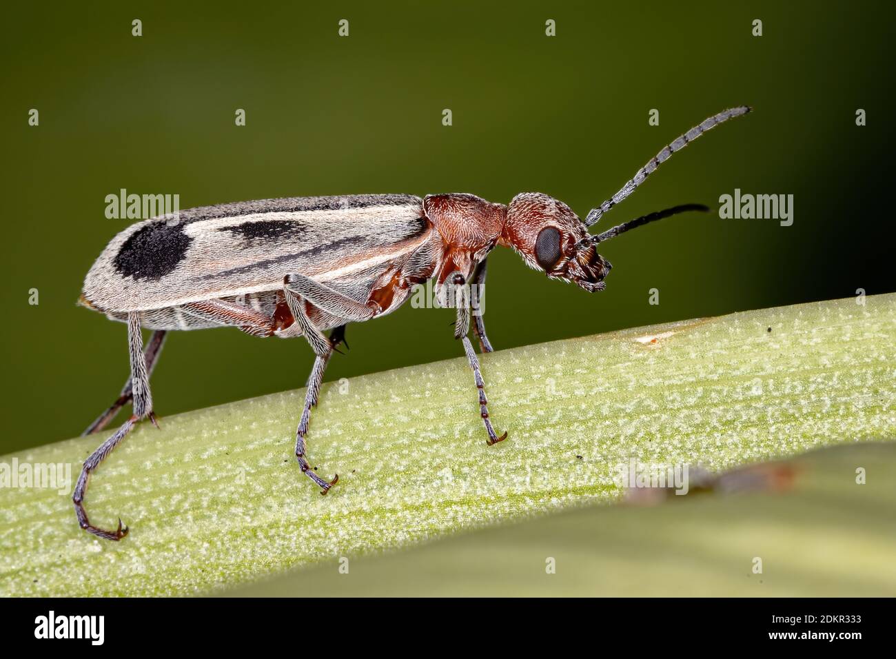 Burning Blister Beetle of the Genus Epicauta Stock Photo - Alamy