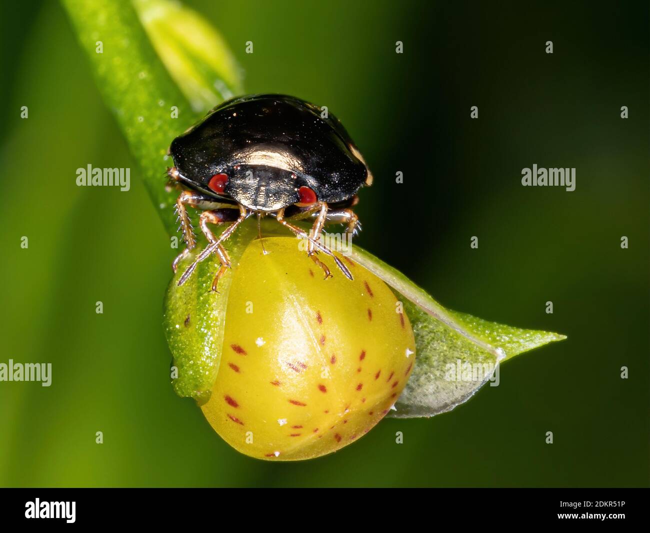 Galgupha hi-res stock photography and images - Alamy