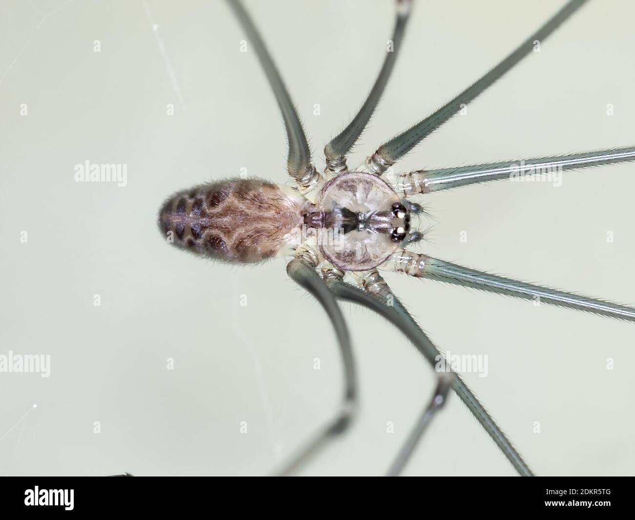 Cellar Spider of the Family Pholcidae Stock Photo - Alamy