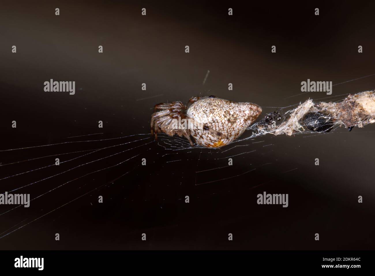 Brazilian Trashline Orbweaver of the Genus Cyclosa Stock Photo - Alamy