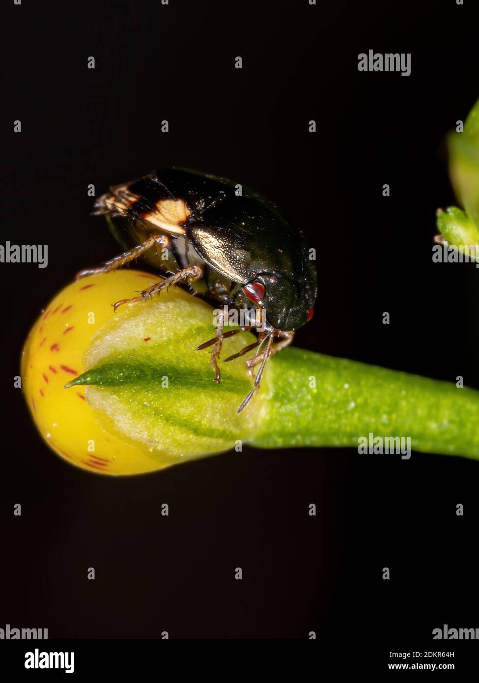Ebony Bug of the Genus Galgupha Stock Photo - Alamy