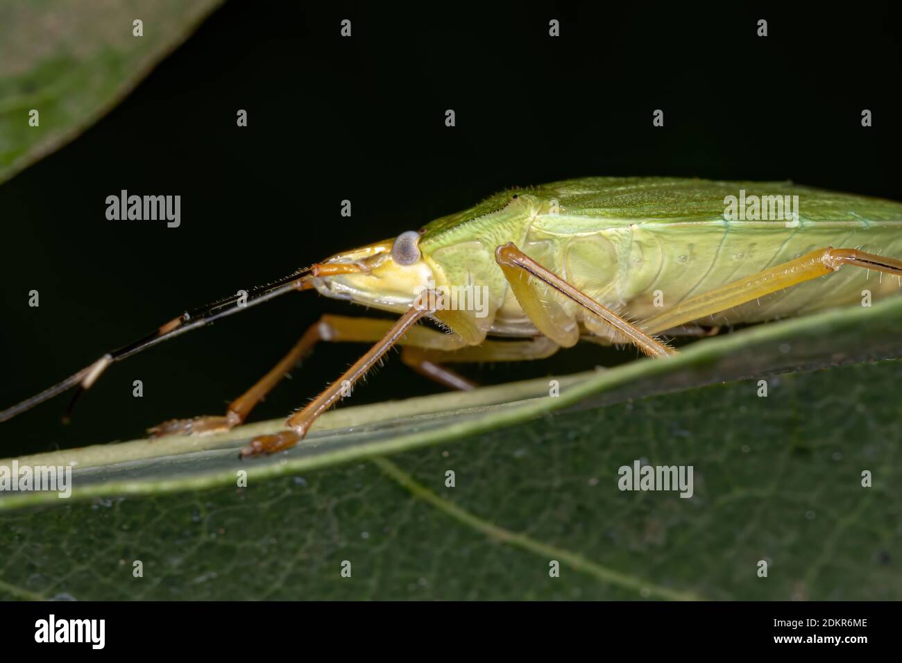 Stink bug of the Genus Chlorocoris Stock Photo - Alamy