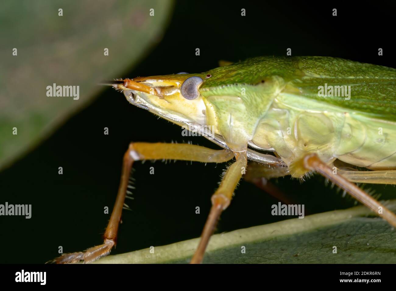 Stink bug of the Genus Chlorocoris Stock Photo - Alamy