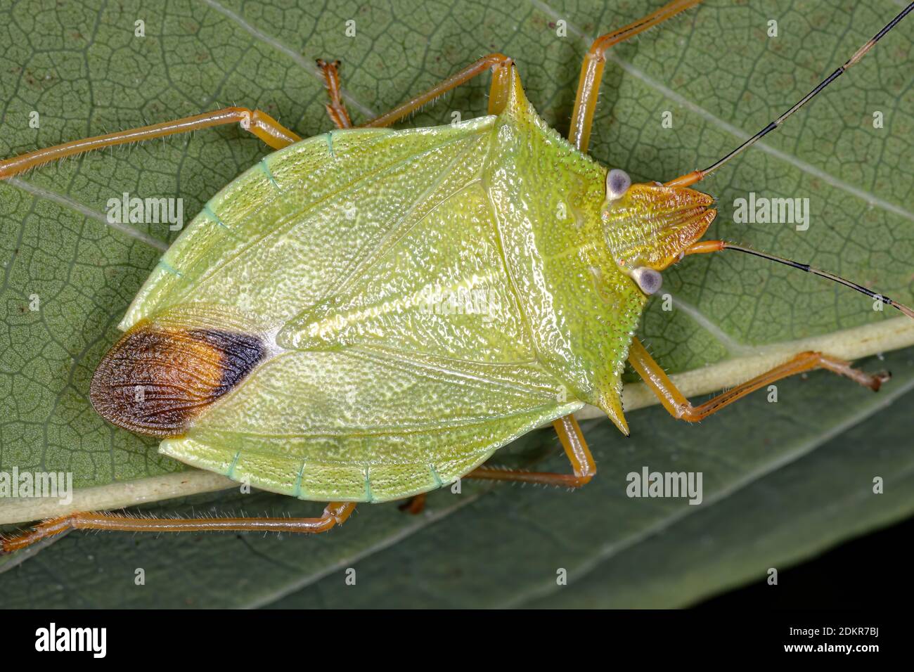 Stink bug of the Genus Chlorocoris Stock Photo - Alamy