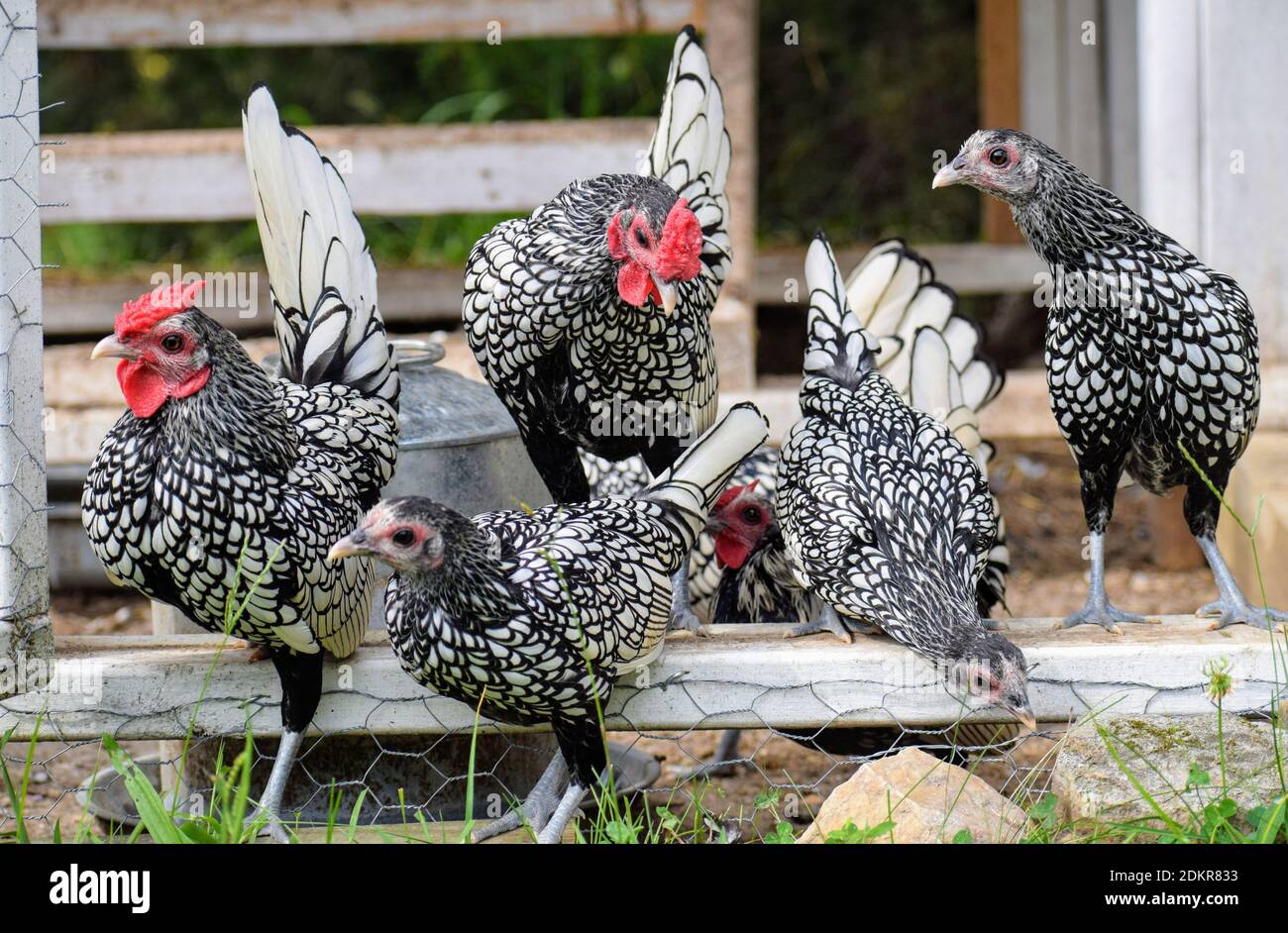 Silver sebright chicken hi-res stock photography and images - Alamy