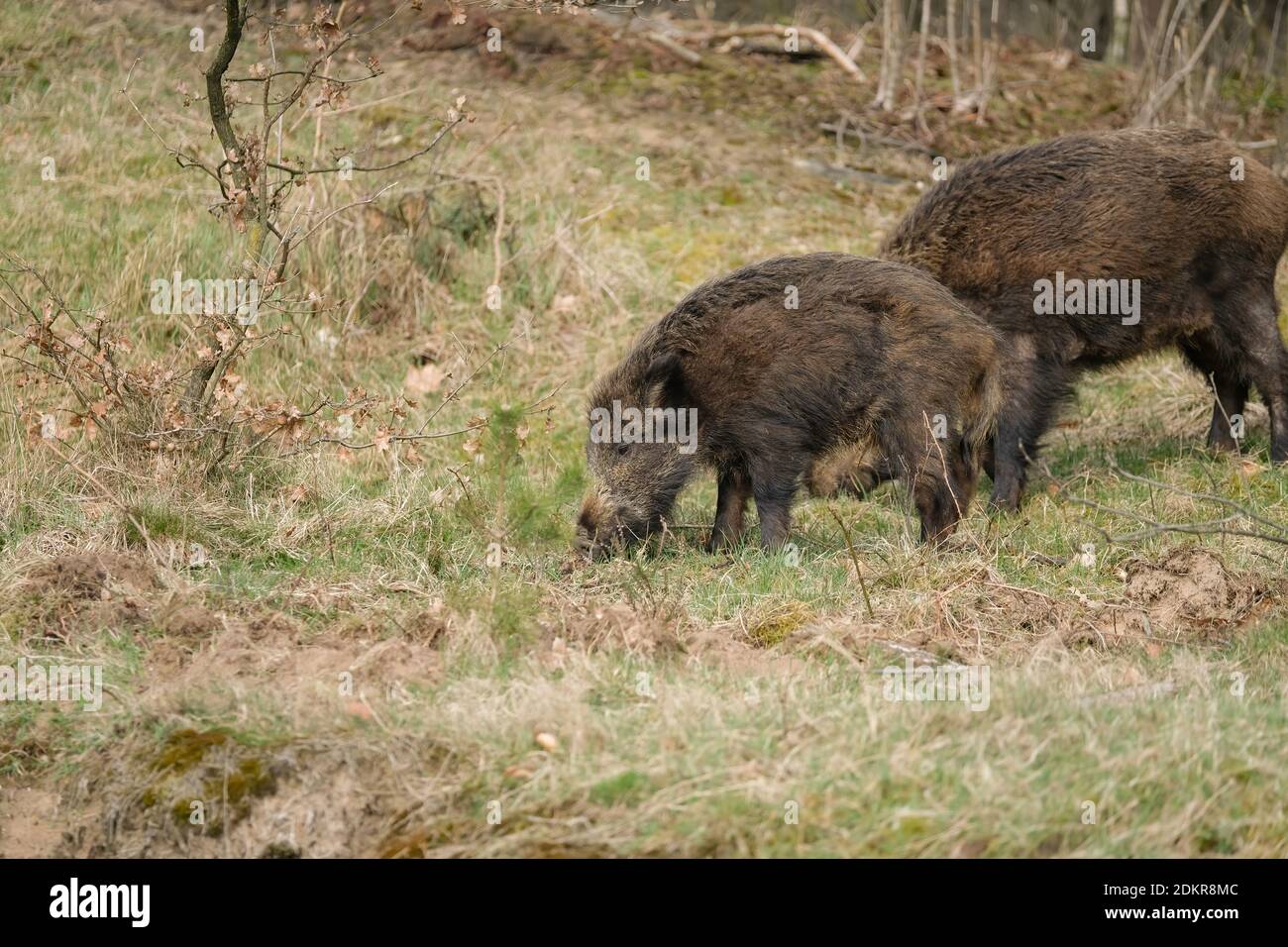 Wild pig with cute piglets eating on grassland with trees Stock Photo ...