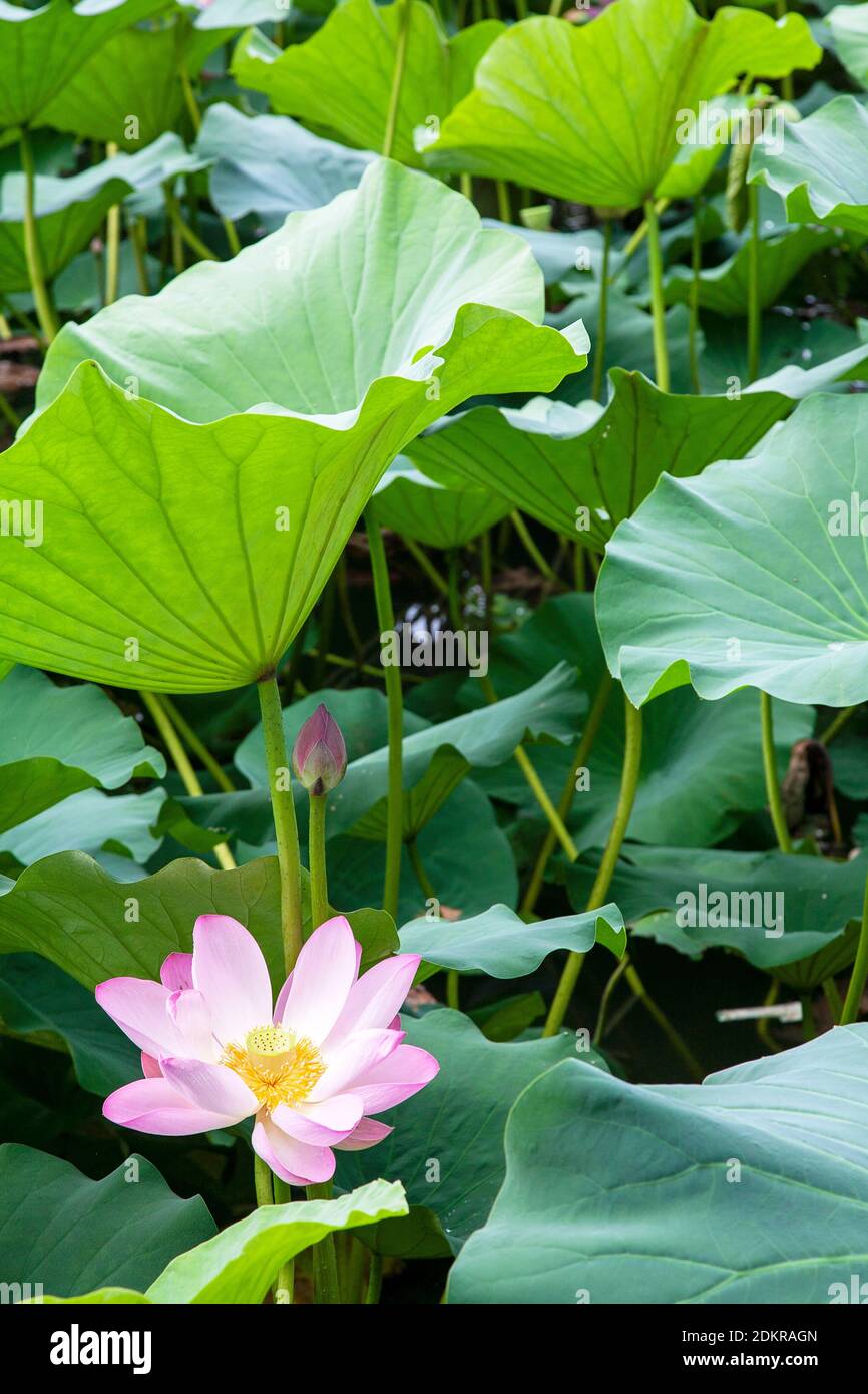 Lily pond summer palace beijing hi-res stock photography and images - Alamy
