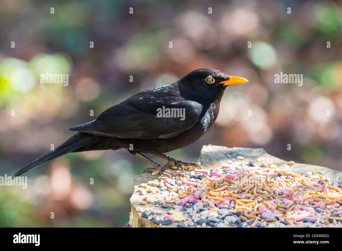 Solid black blackbird hi-res stock photography and images - Alamy