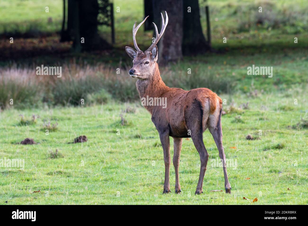 A young red deer stag stands on the grass looking alert to the left. It ...