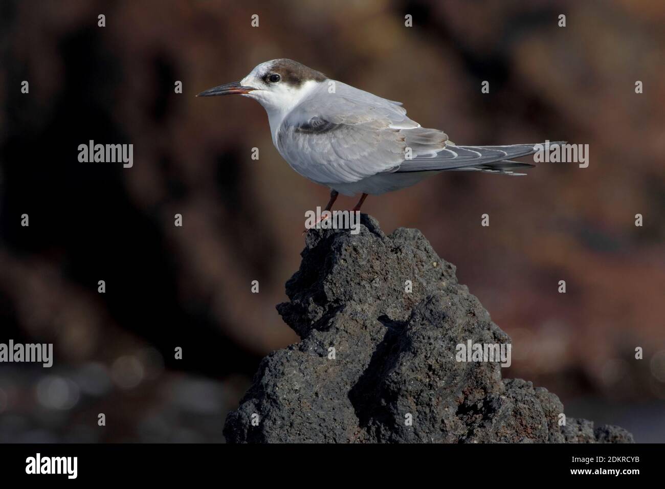 Visdief jong; Common Tern juvenile Stock Photo - Alamy