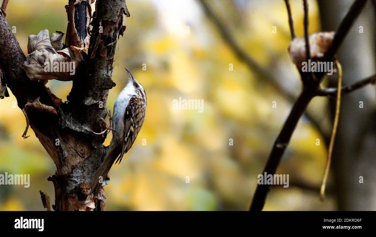 Tree climbing birds hi-res stock photography and images - Alamy