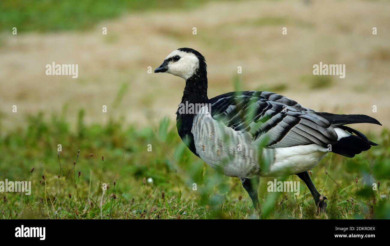 Geese standing on the beach hi-res stock photography and images - Alamy