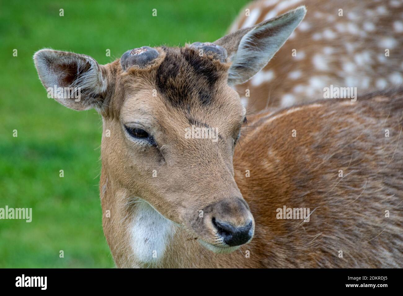 Female reindeer grow antlers hi-res stock photography and images - Alamy