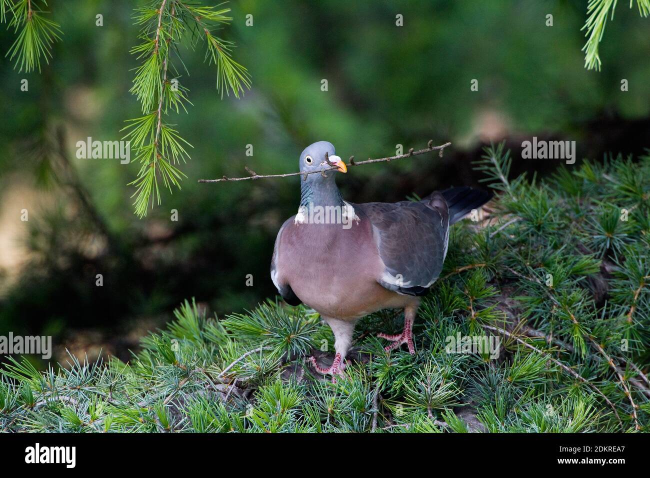 Houtduif met nestmateriaal; Common Wood Pigeon with nesting material ...