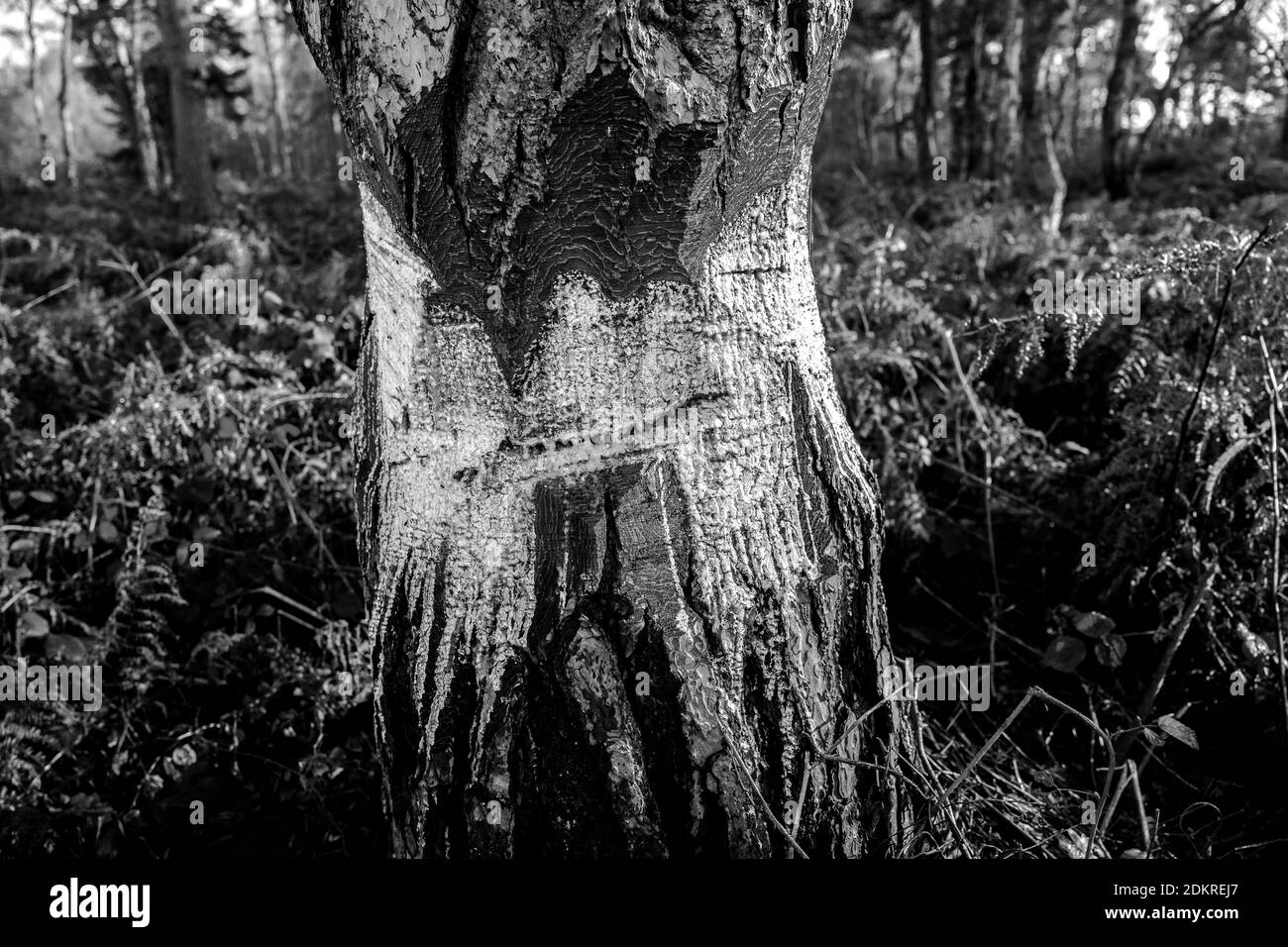 Plant sap Black and White Stock Photos & Images - Alamy