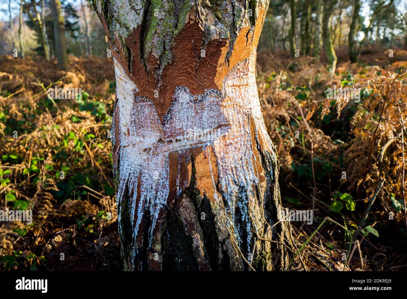 Damage to a pine tree causing tree sap to appear Stock Photo - Alamy