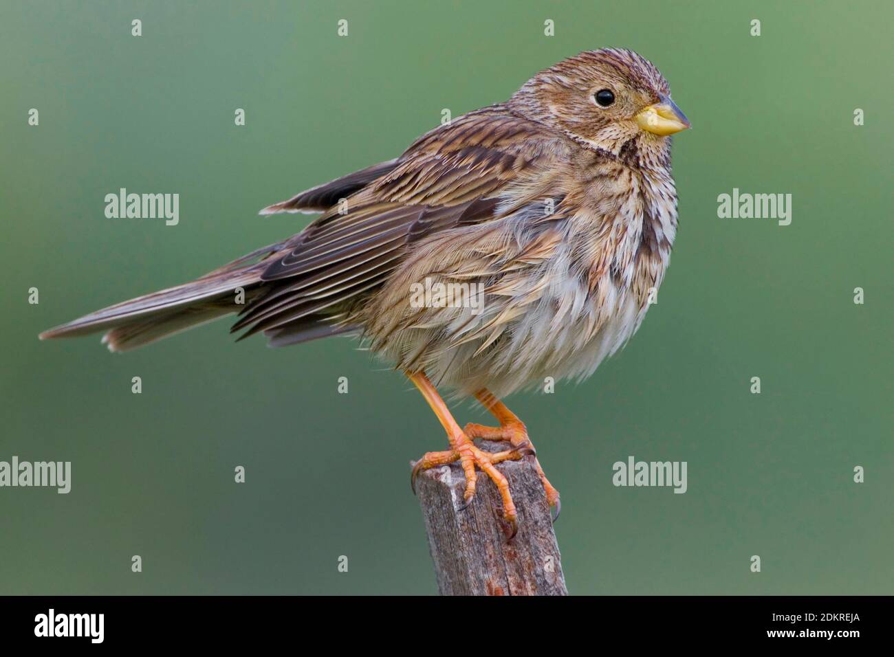 Grauwe Gors, Corn Bunting, Emberiza calandra Stock Photo - Alamy