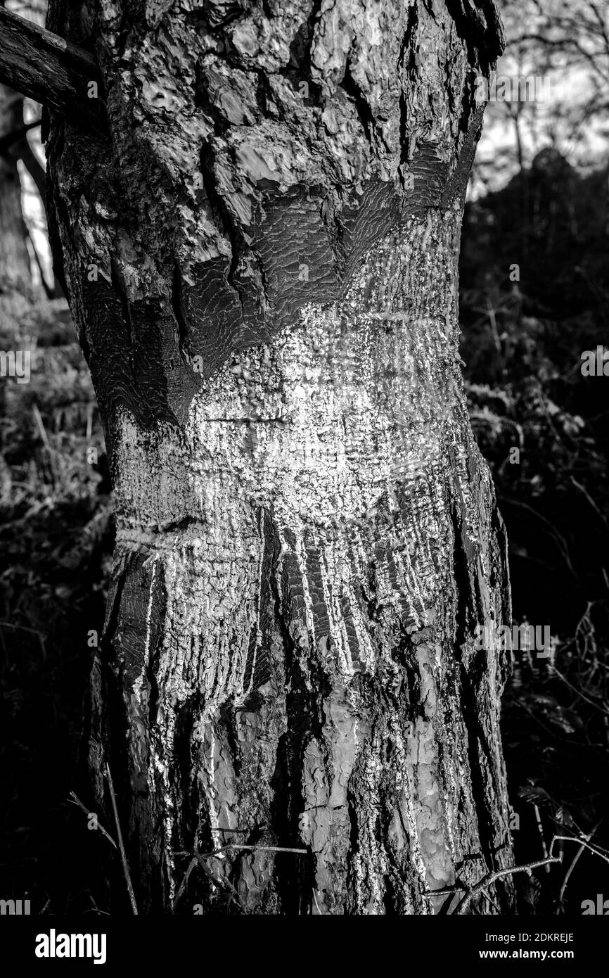 Tree wound Black and White Stock Photos & Images - Alamy