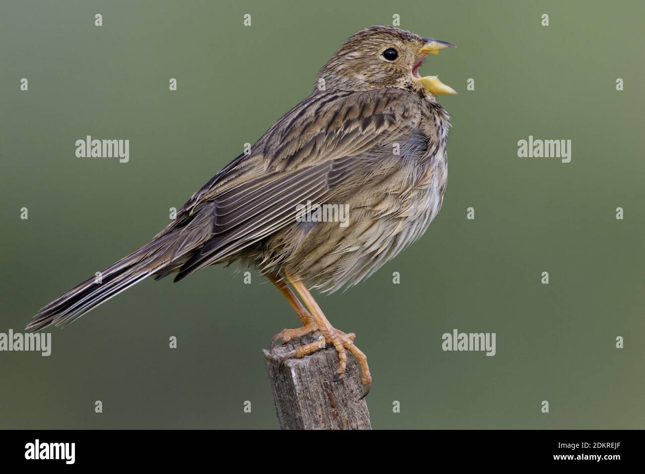 Corn Bunting singing;Grauwe Gors zingend Stock Photo - Alamy