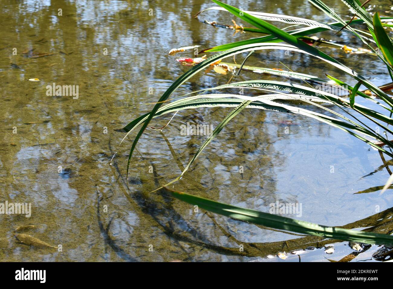 Small fish in the river in shallow water Stock Photo - Alamy