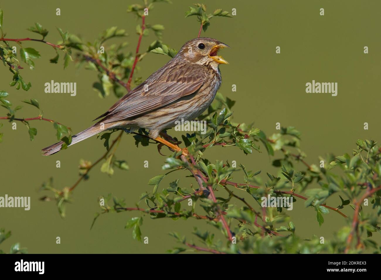 Zingende Grauwe Gors; Singing Corn Bunting Stock Photo - Alamy