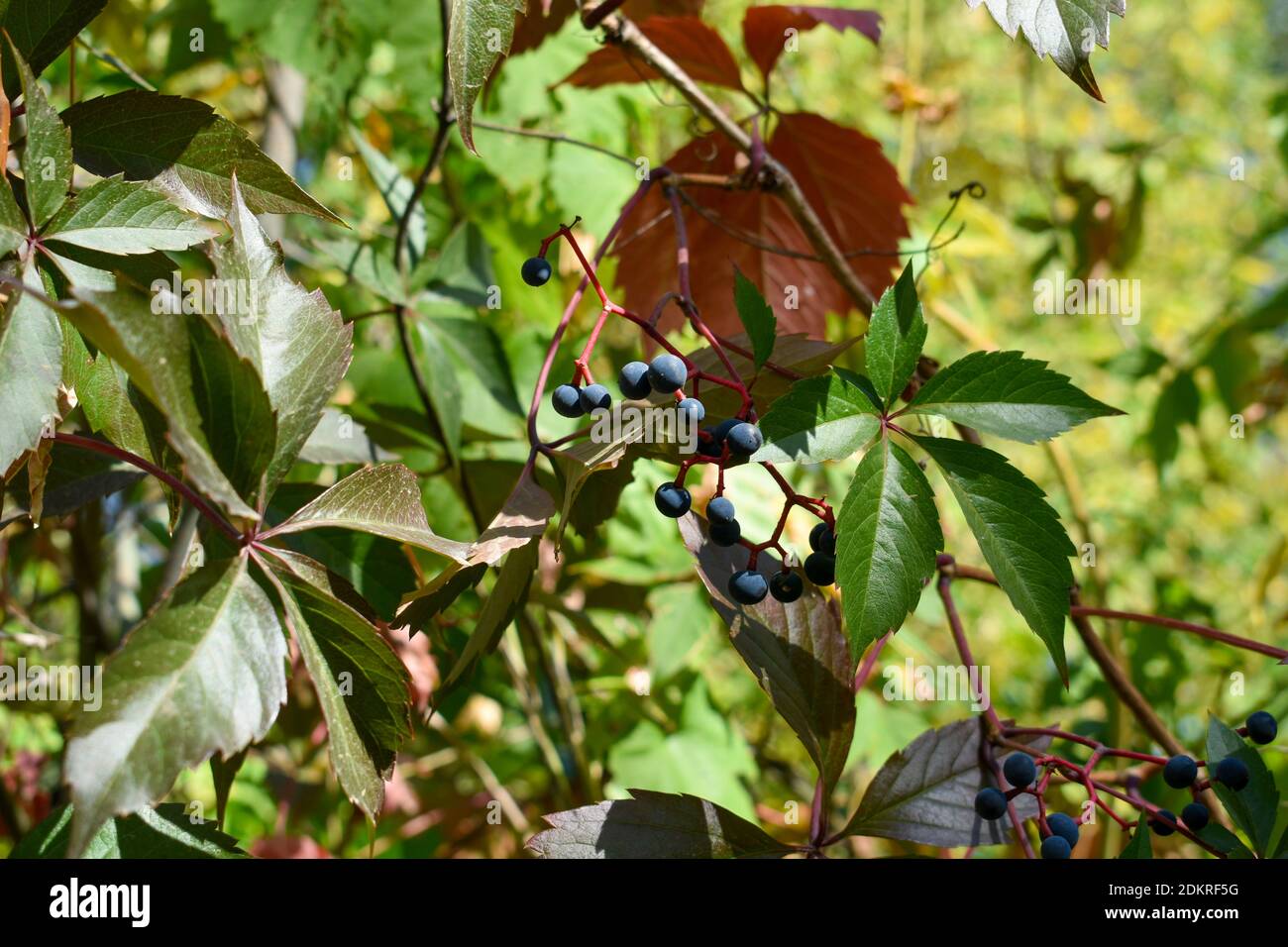 Wild grape branches Stock Photo - Alamy