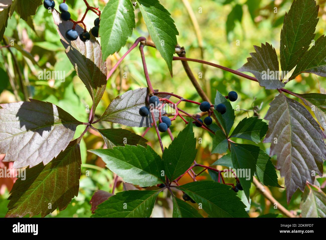 Wild grape branches Stock Photo - Alamy