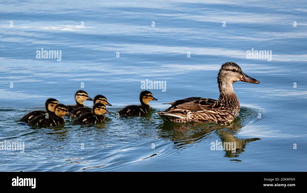 female mallard duck with 6 ducklings Stock Photo - Alamy