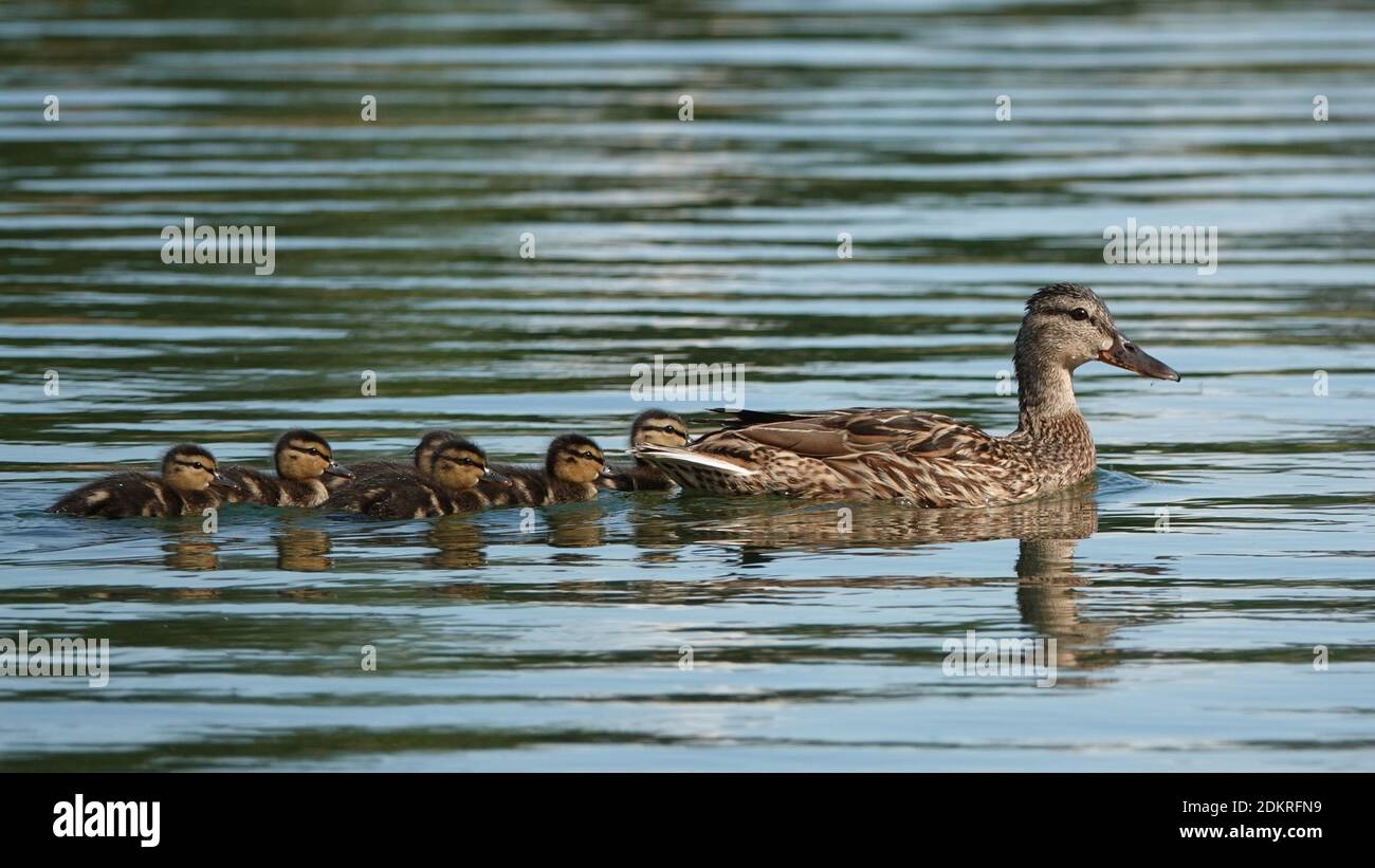 female mallard duck with 6 ducklings Stock Photo - Alamy
