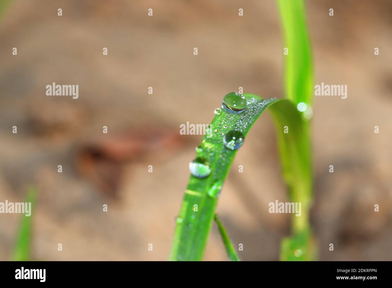 Macro view of the gathering of dew on a green plant growing corn Stock ...