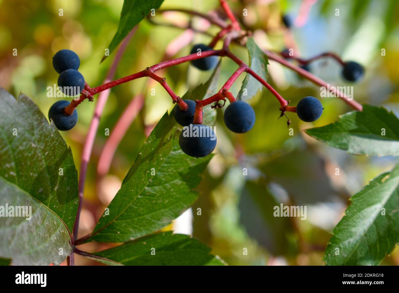 Wild grape branches Stock Photo - Alamy