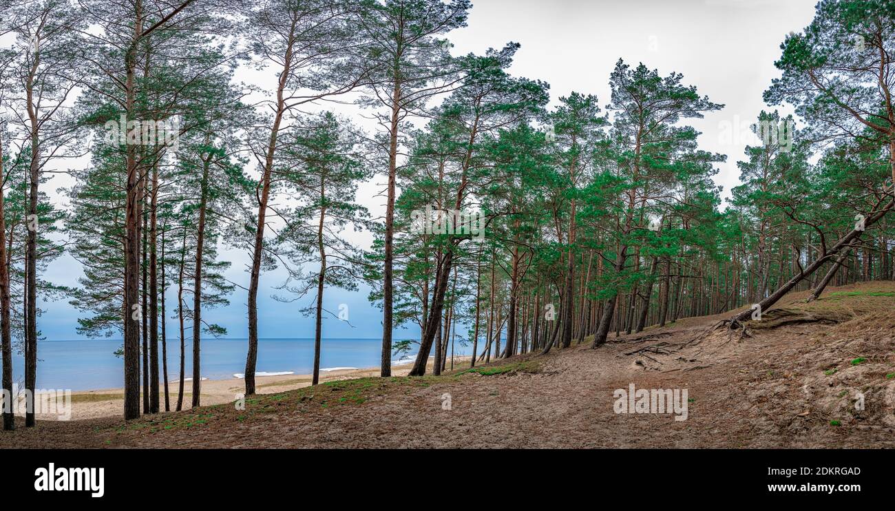 Panorama view of coniferous forest with pine trees and blue sea. Baltic ...