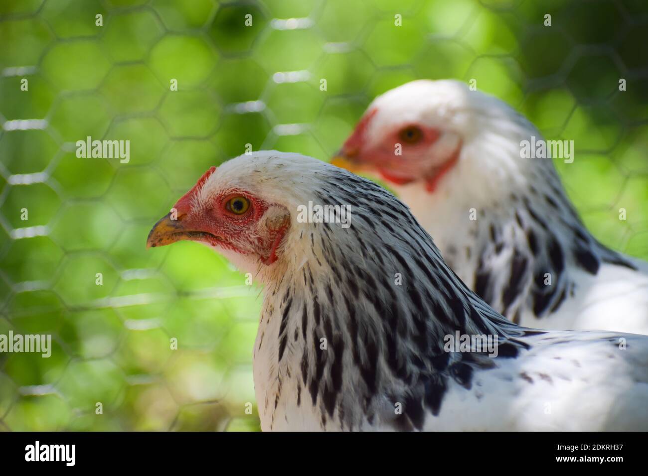 Brahma chickens hi-res stock photography and images - Alamy