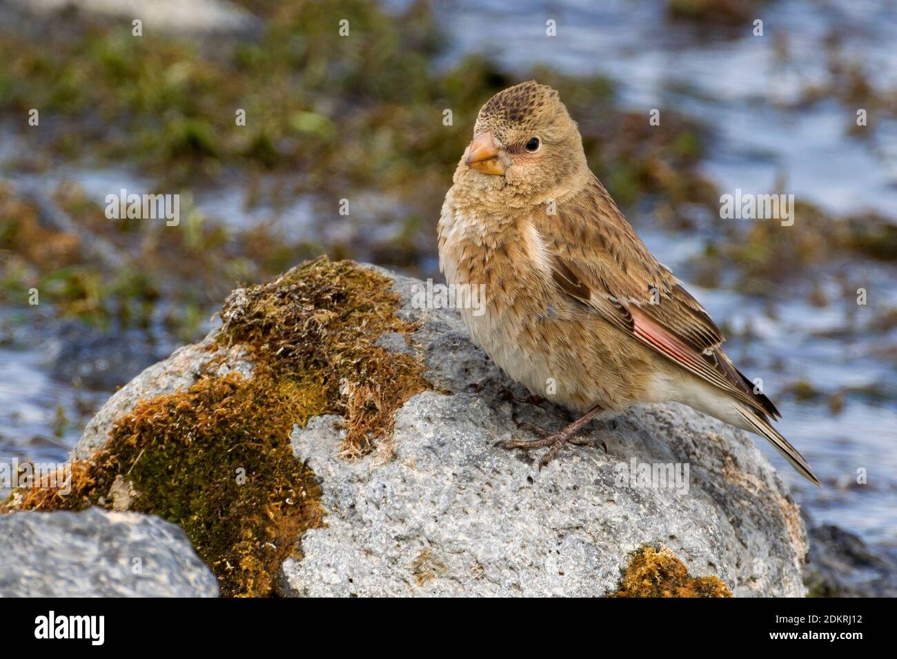 Beekje hi-res stock photography and images - Alamy