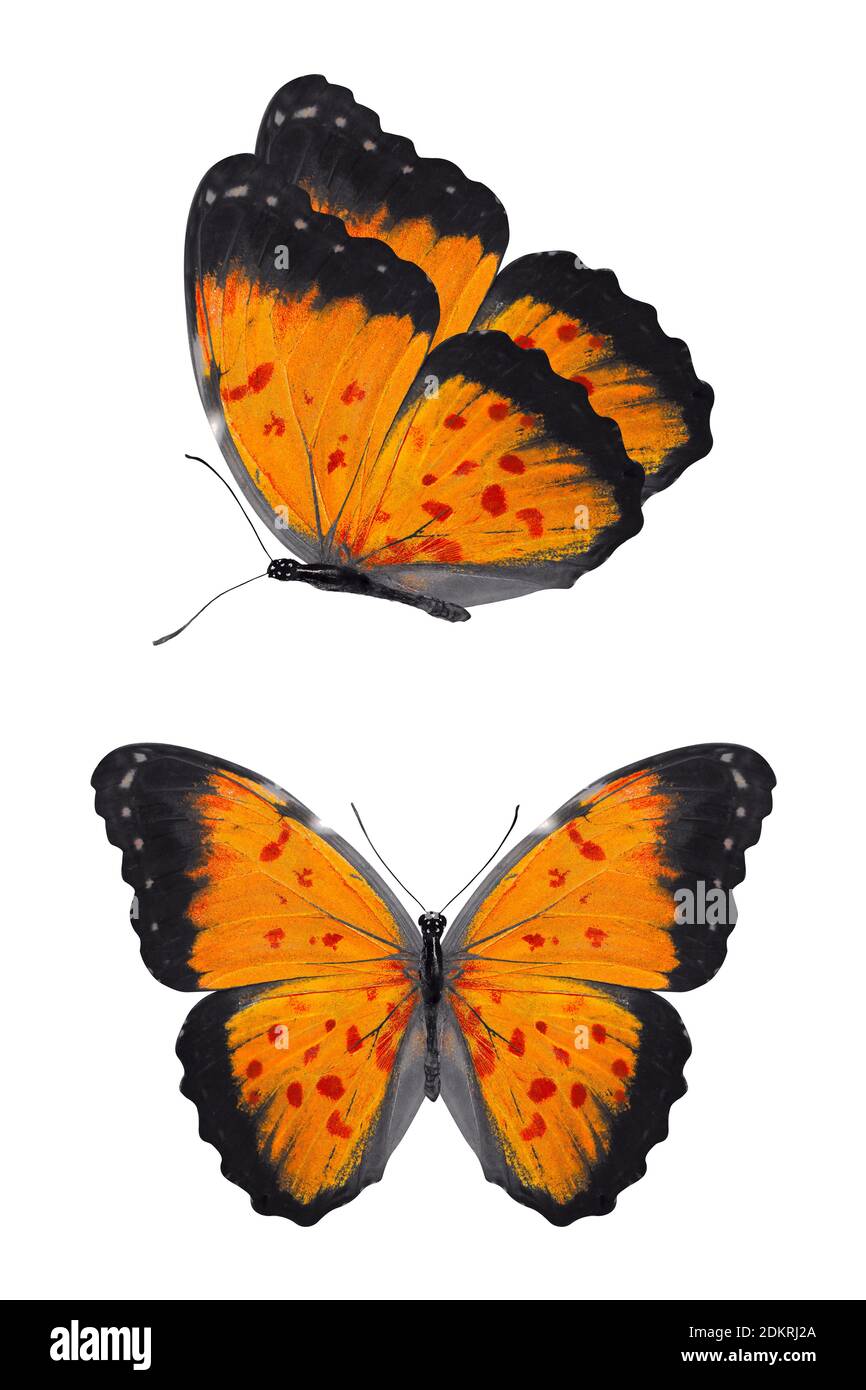 orange tropical butterflies. tropical insects. isolated on white ...