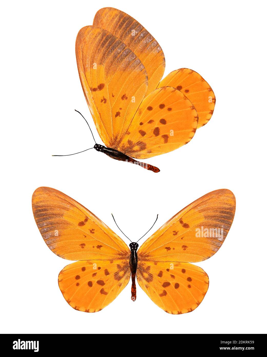 orange tropical butterflies. tropical insects. Isolated on white ...