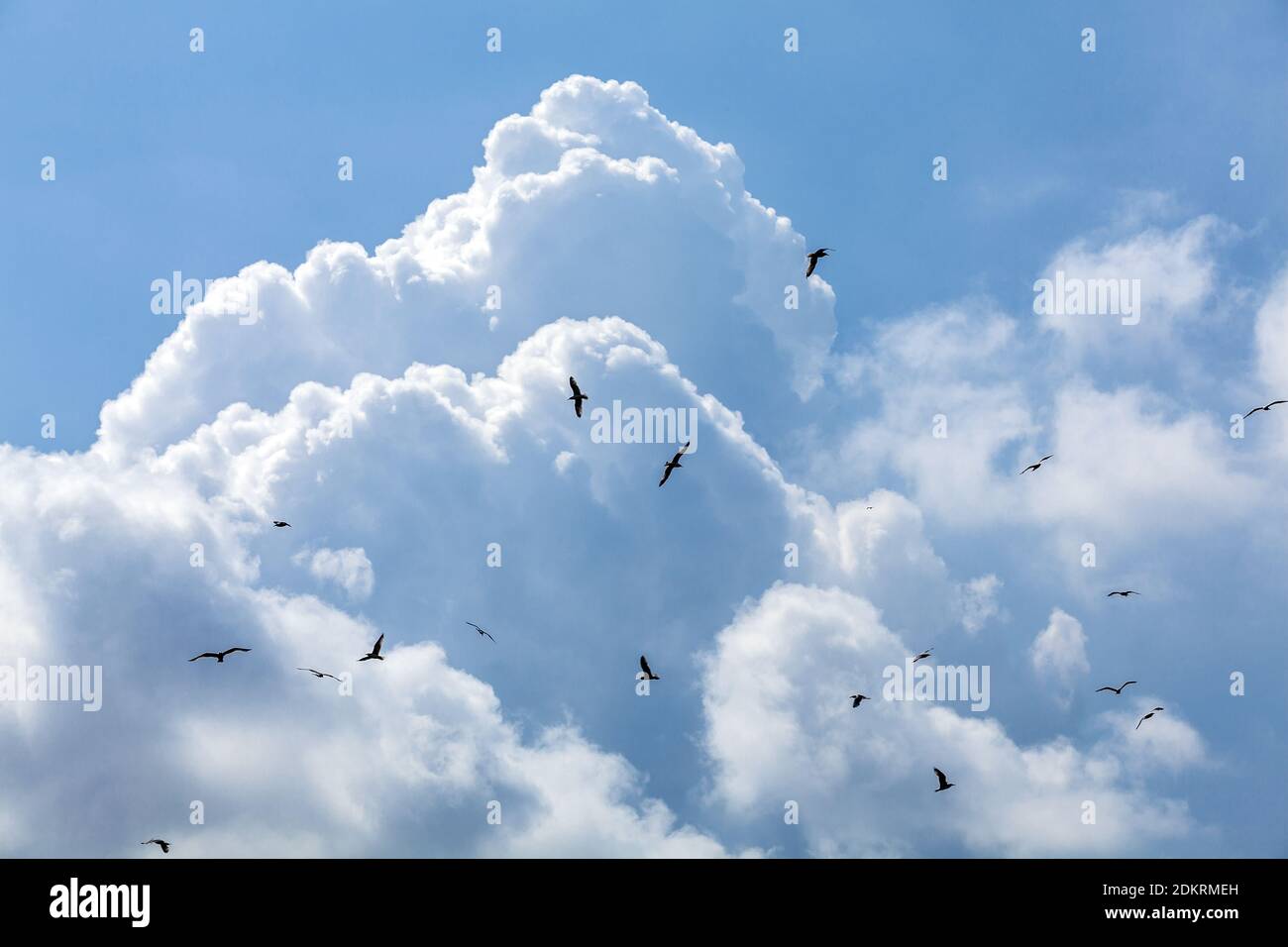 Birds flying in front of massive cumulus cloud formation Stock Photo ...