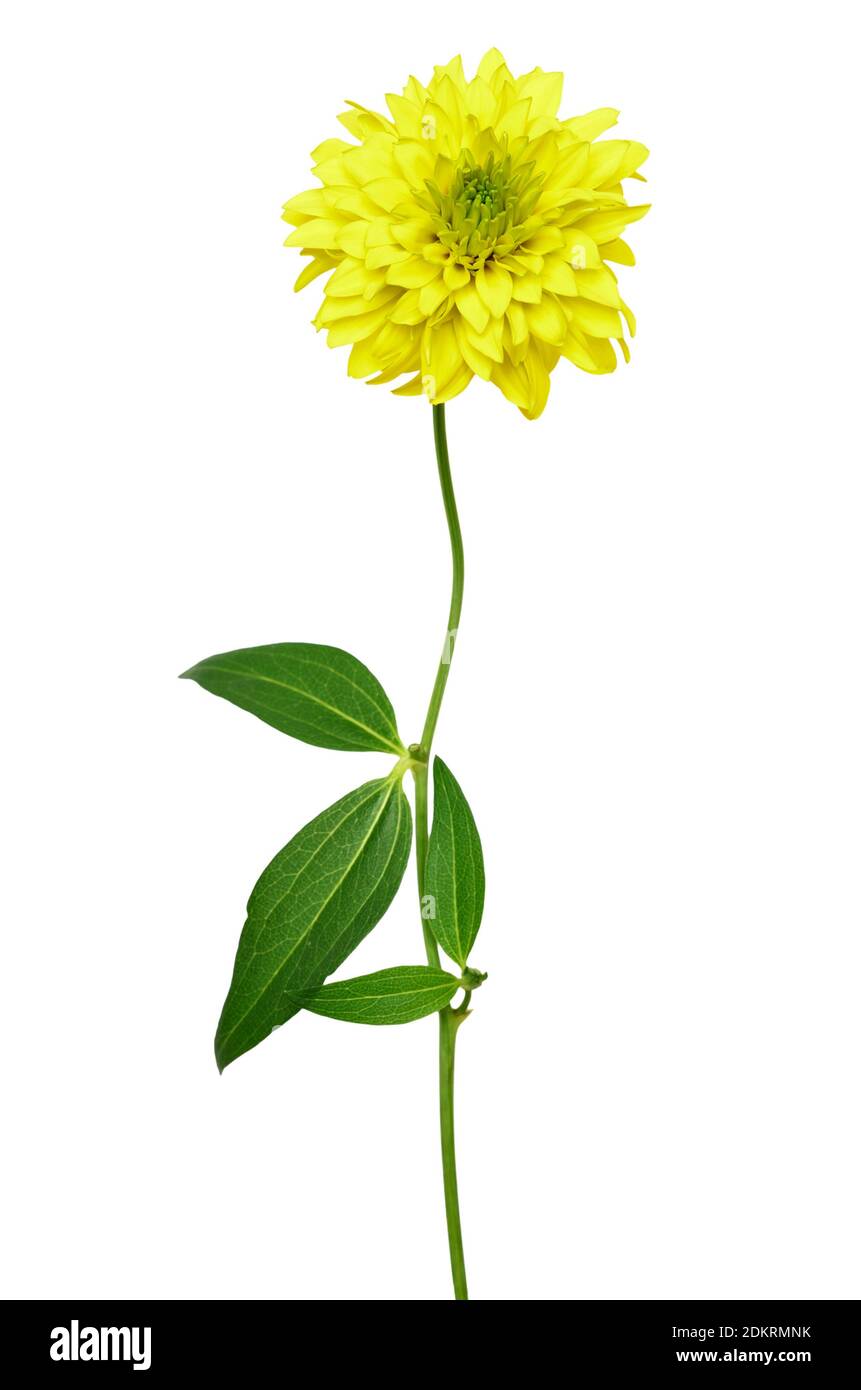 Blooming flower and black background Cut Out Stock Images & Pictures ...