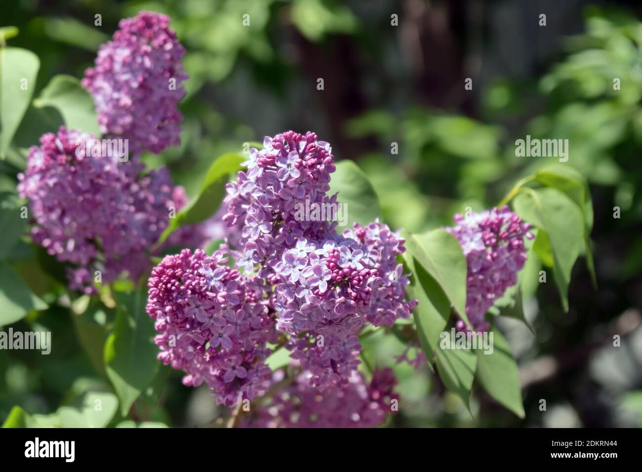 Apical inflorescence hi-res stock photography and images - Alamy