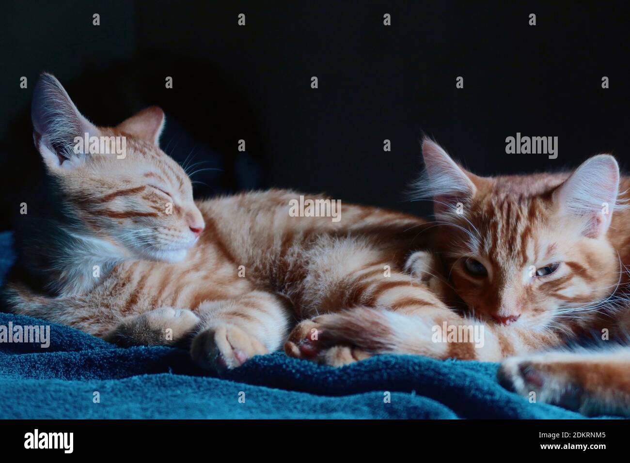 Two Orange Kittens Stock Photo - Alamy