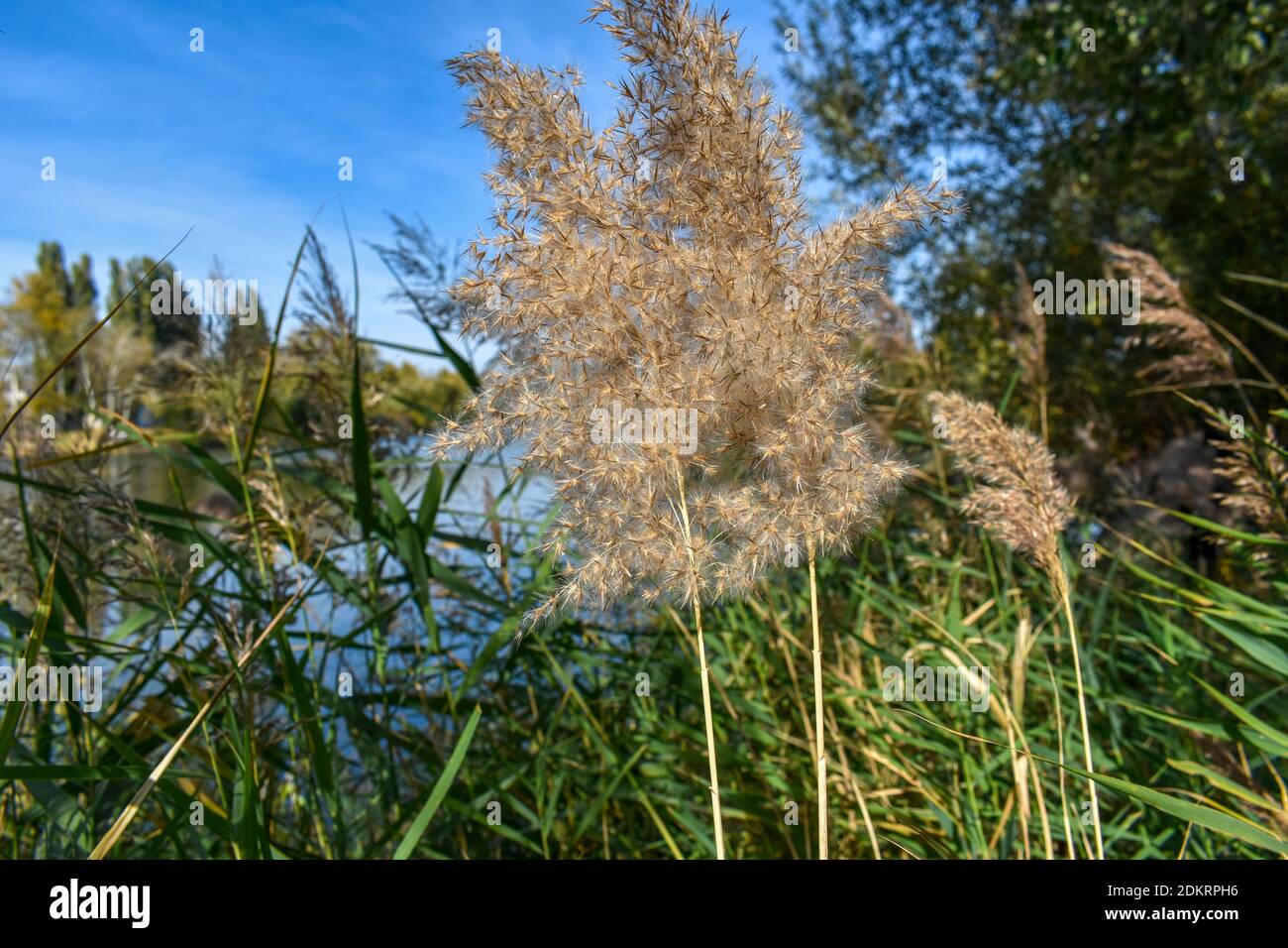 Fluffy reeds hi-res stock photography and images - Alamy