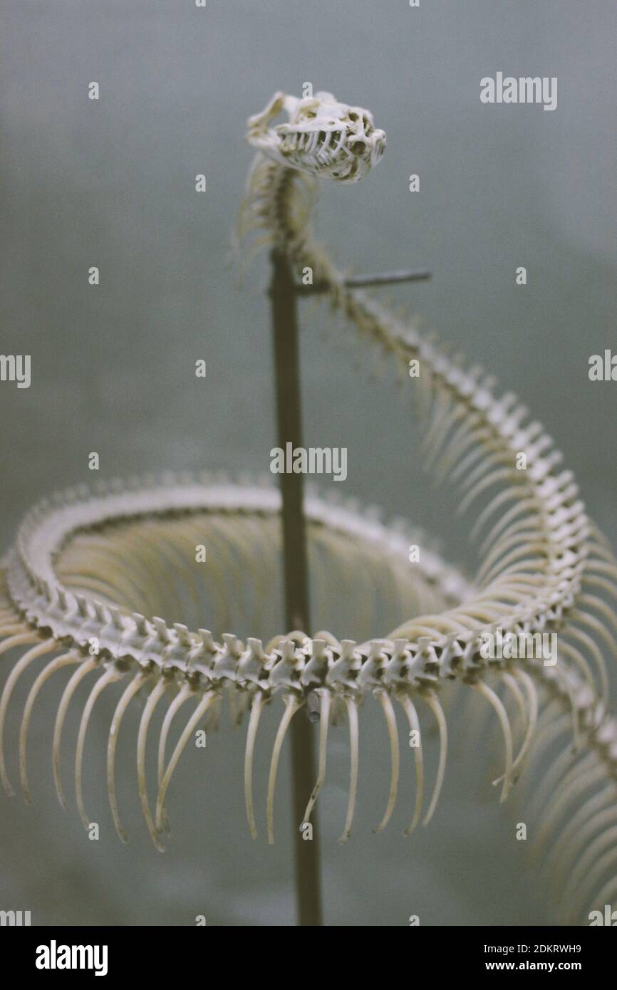 Snake bone hi-res stock photography and images - Alamy