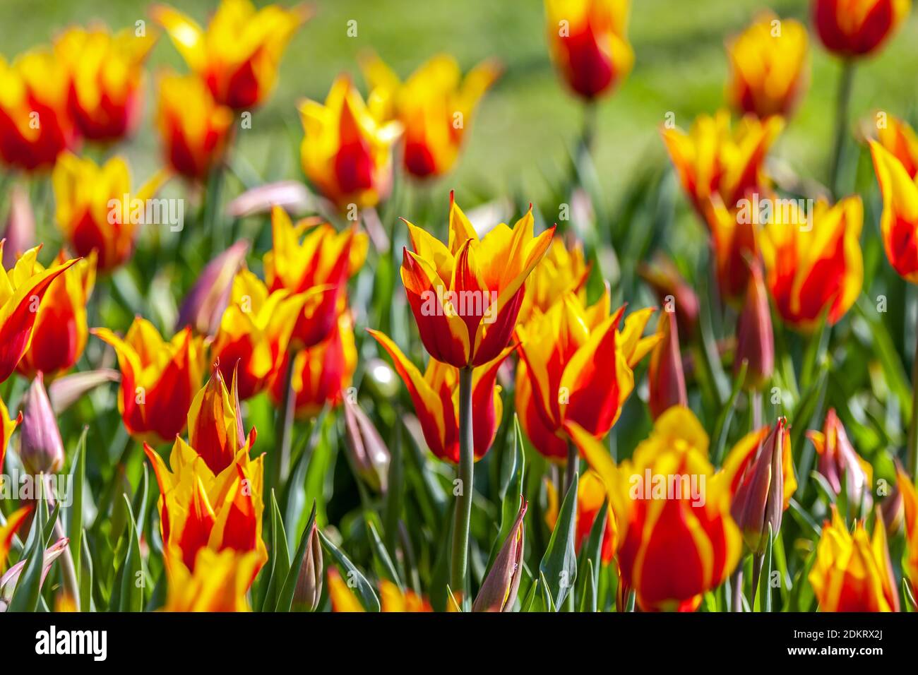 Ottoman Tulips in Emirgan Park, Sariyer - Istanbul, Turkiye Stock Photo ...