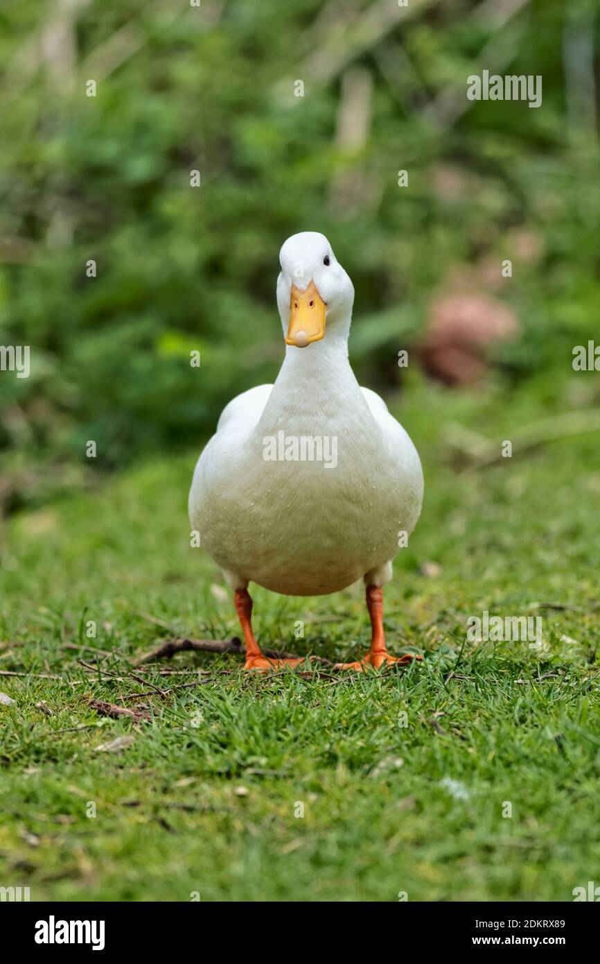 White duck yellow beak hi-res stock photography and images - Alamy